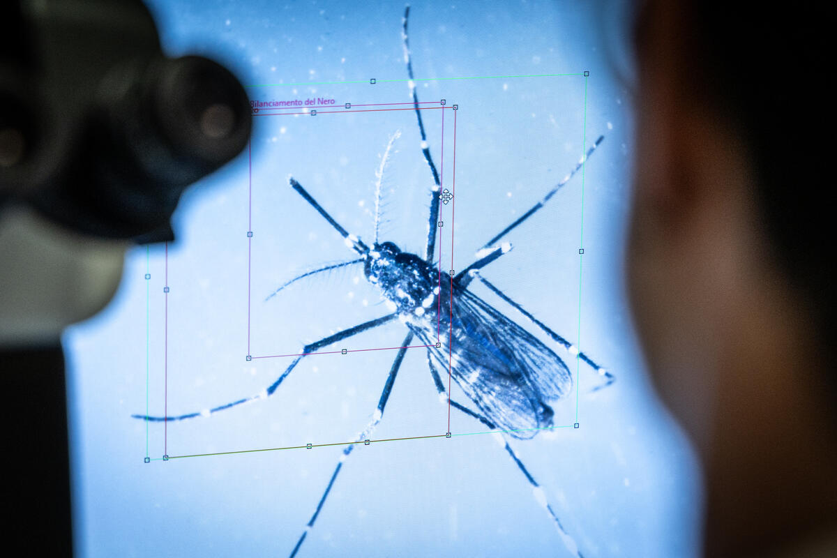 Dengue - TechNet-21