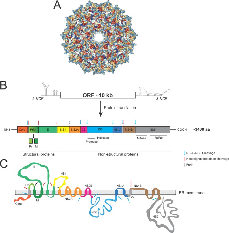 YF Q&A and News - TechNet-21